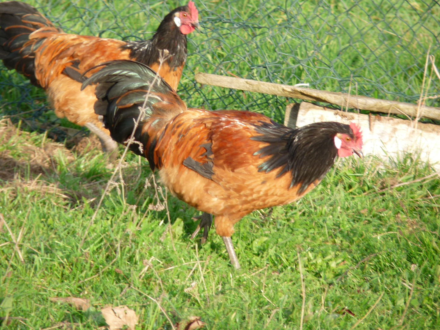 Ark animals on the farm ∞ Campercontact