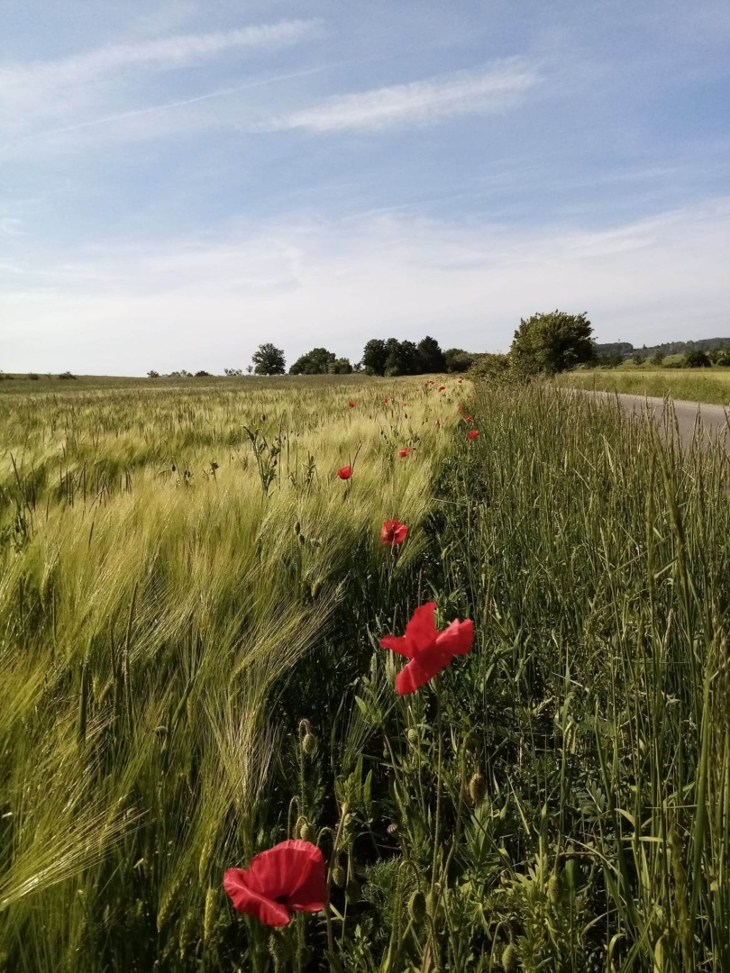 Camping in de Belgische Ardennen, rust en natuur in een boerendorp