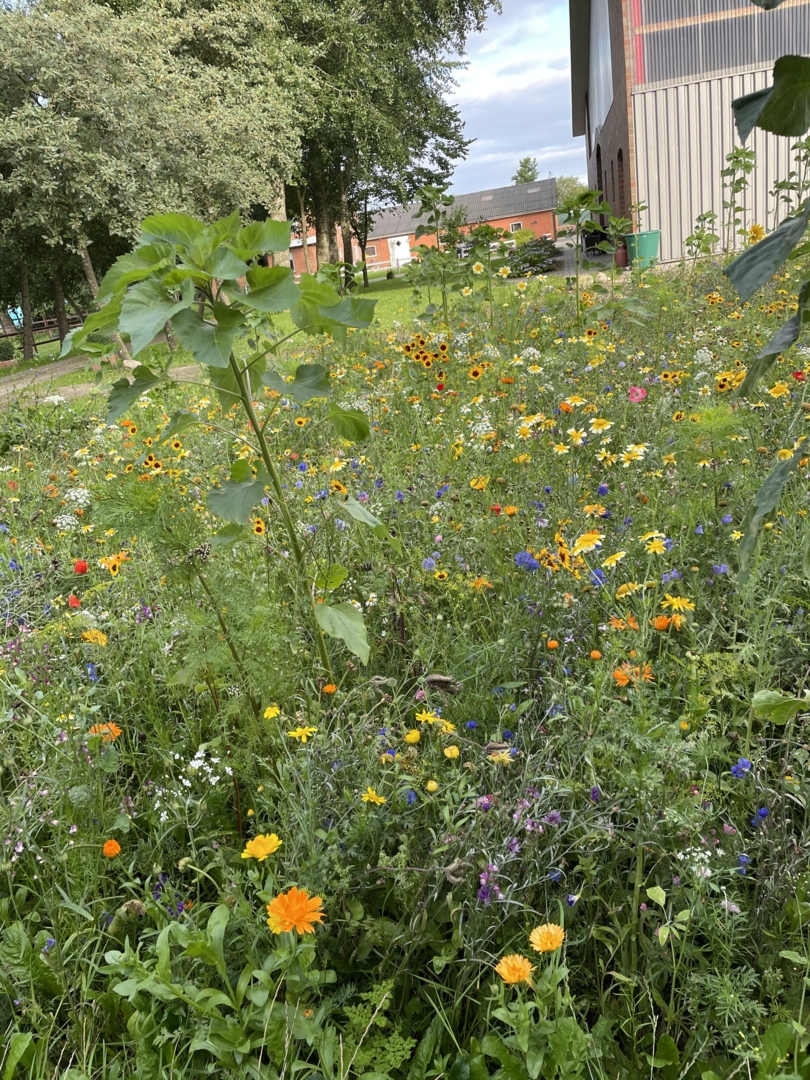 Horse farm Nordfriesland (near the North Sea) ∞ Campercontact