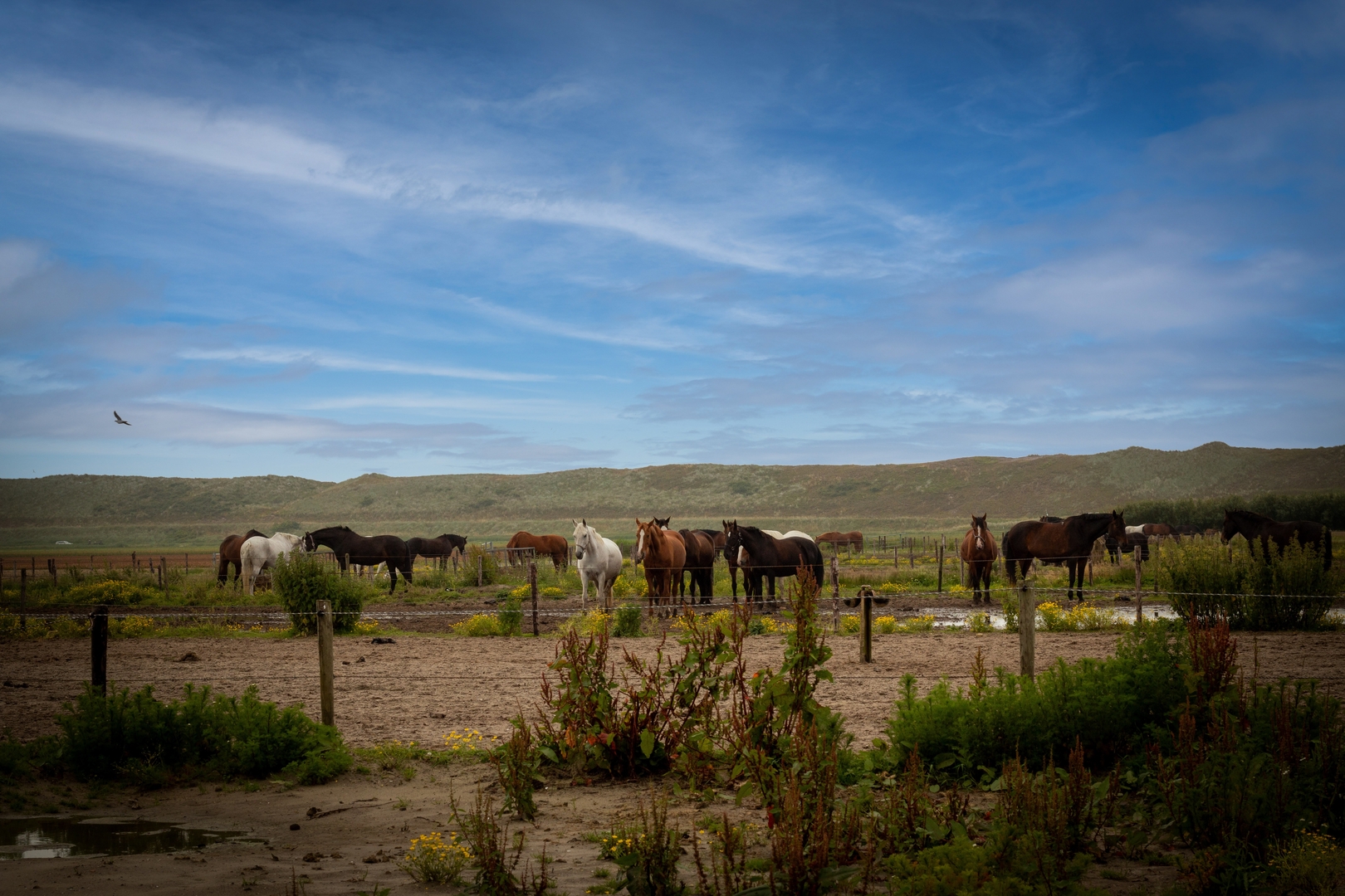 Mini camping near the coast in Callantsoog ∞ Campercontact